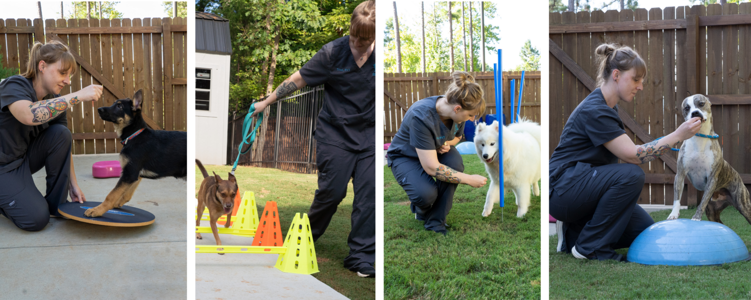Rehabilitation Services - Aloha Vet